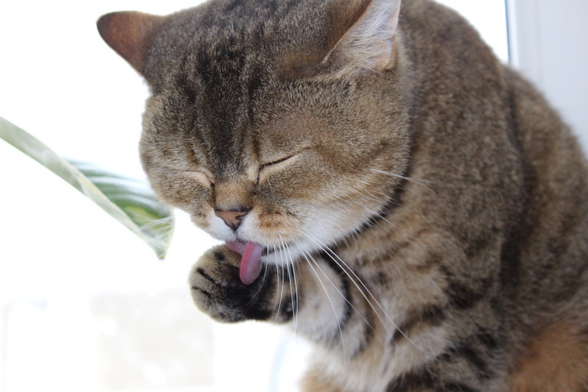 4 ragioni per cui il gatto beve l'acqua con la zampa 4 ragioni per cui il gatto beve l'acqua con la zampa