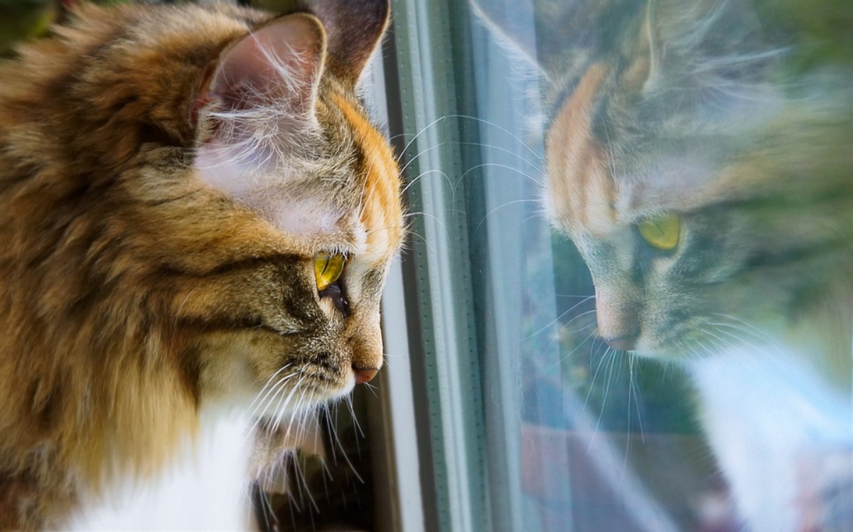 4 ragioni per cui ai gatti piace guardare dalla finestra 4 ragioni per cui ai gatti piace guardare dalla finestra
