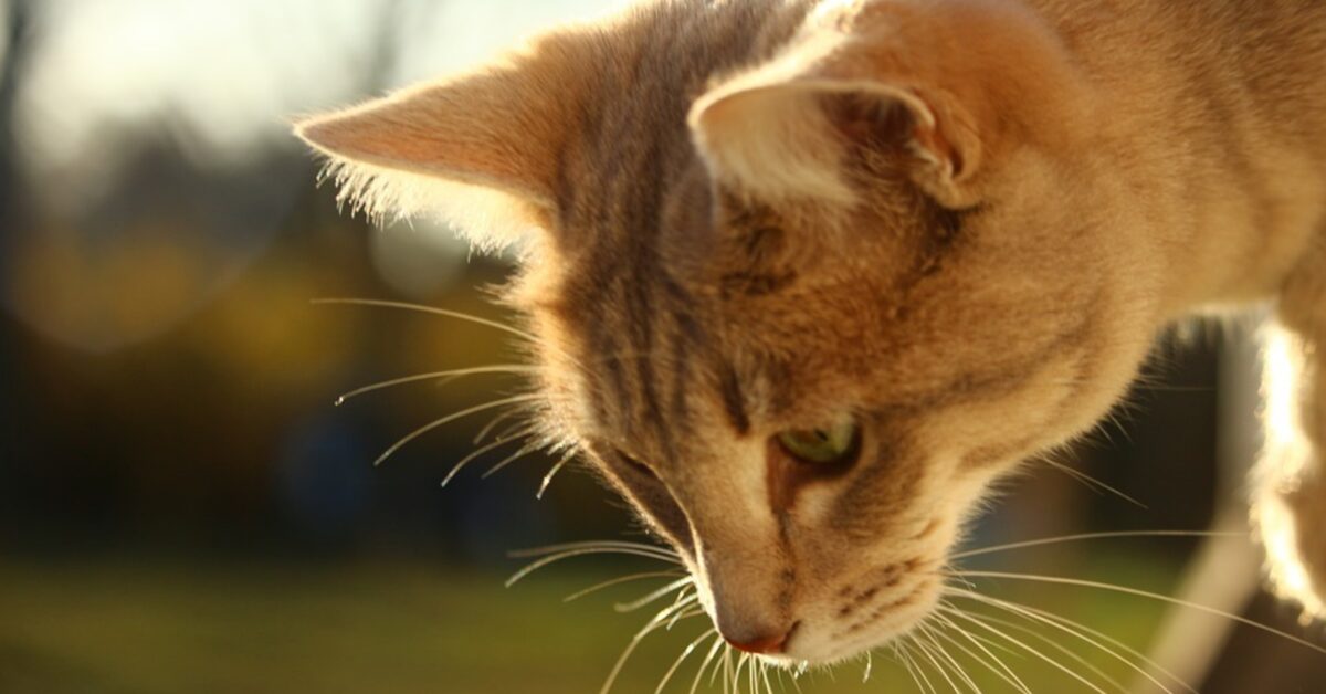 4 ragioni per cui ai gatti piace guardare dalla finestra 4 ragioni per cui ai gatti piace guardare dalla finestra