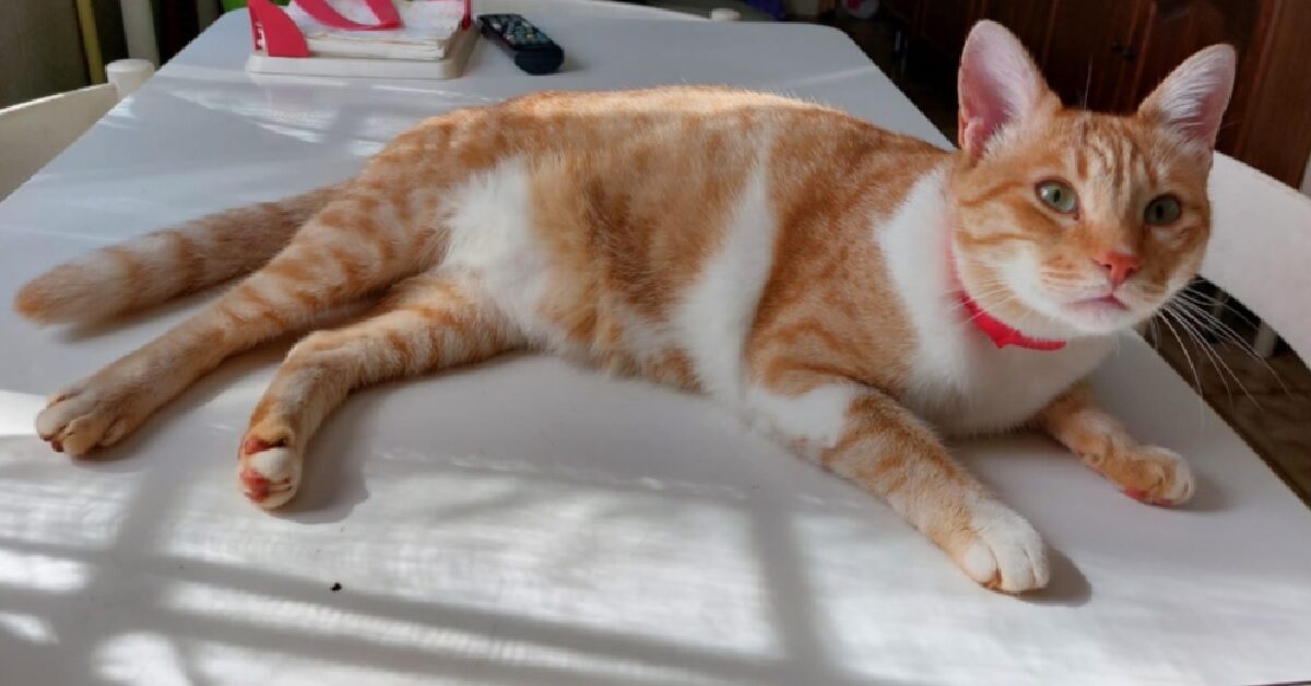 Martina Franca, la scomparsa del gatto Simba denunciata sui social ... Martina Franca, la scomparsa del gatto Simba denunciata sui social ...