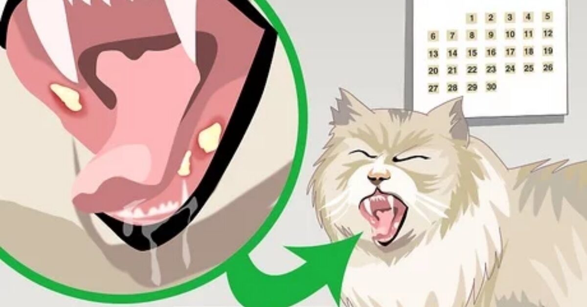 4 ragioni per cui i gatti starnutiscono 4 ragioni per cui i gatti starnutiscono