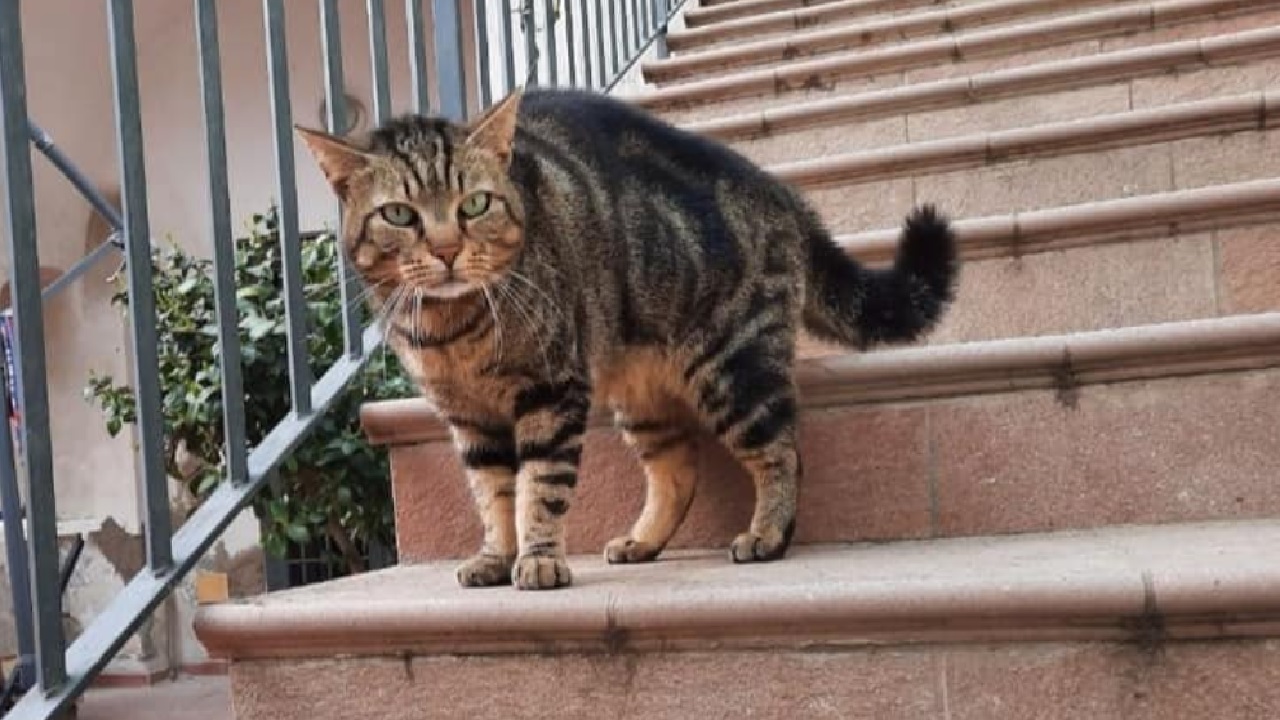 San Nicola la Strada, gatto europeo si smarrisce non lasciando alcun ... San Nicola la Strada, gatto europeo si smarrisce non lasciando alcun ...