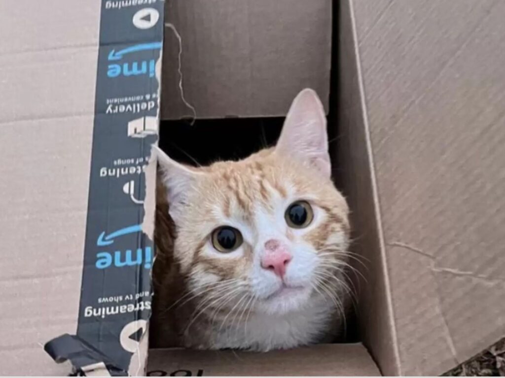 Il Gattino Adora Usare Il Dito Del Suo Padrone Come Un Ciuccio E Non Vorrebbe Mai Separarsene