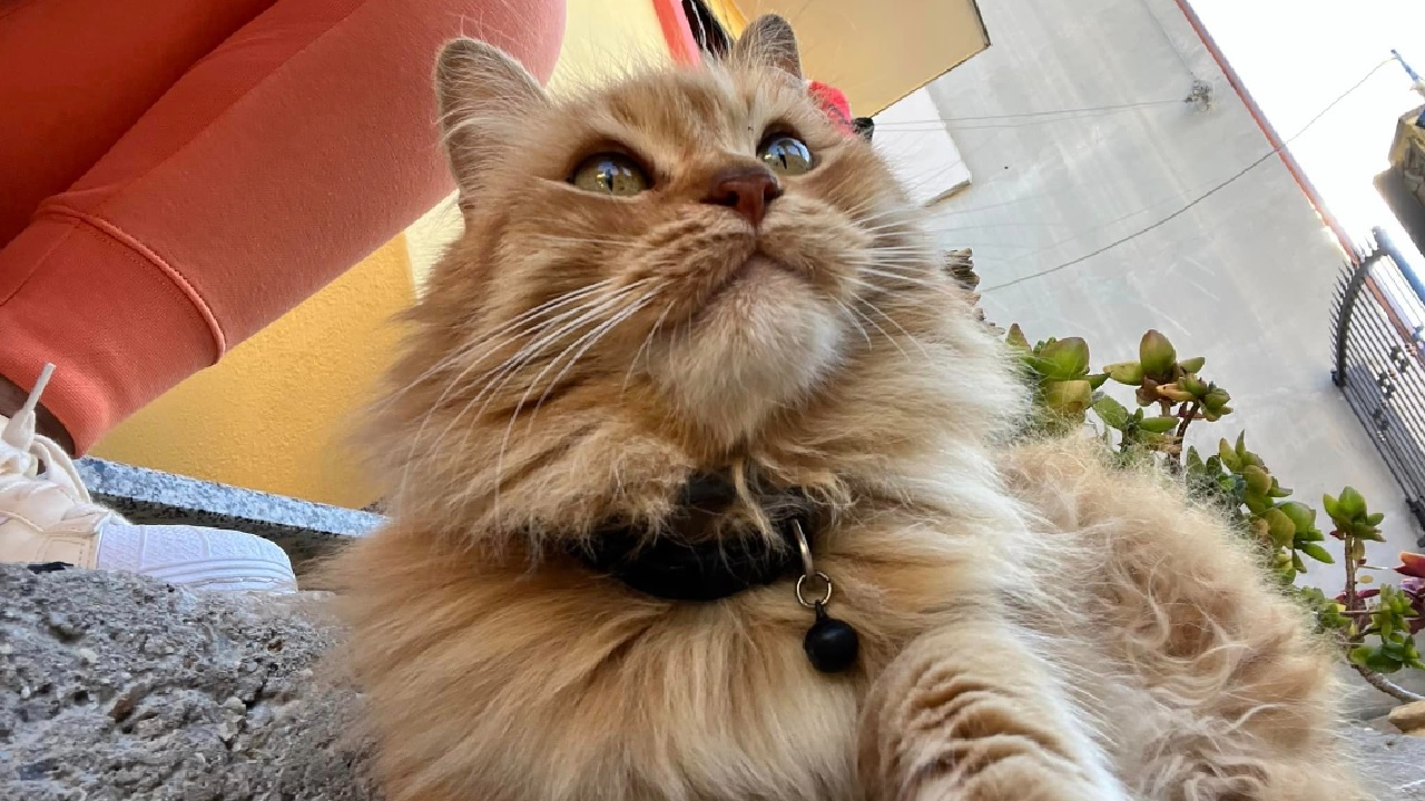 Pirri, denunciata la scomparsa del gatto Ottavio, si attendono novità ... Pirri, denunciata la scomparsa del gatto Ottavio, si attendono novità ...