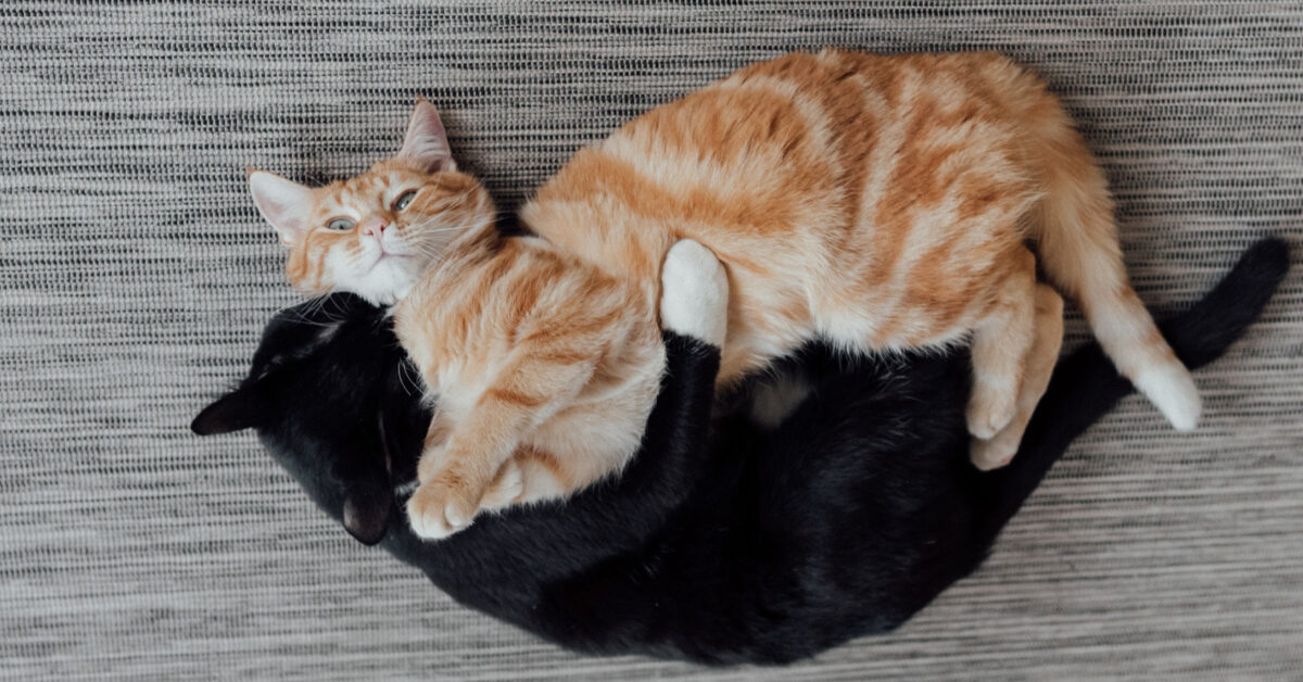 Gatti che giocano o litigano: come distinguere le due cose Gatti che giocano o litigano: come distinguere le due cose