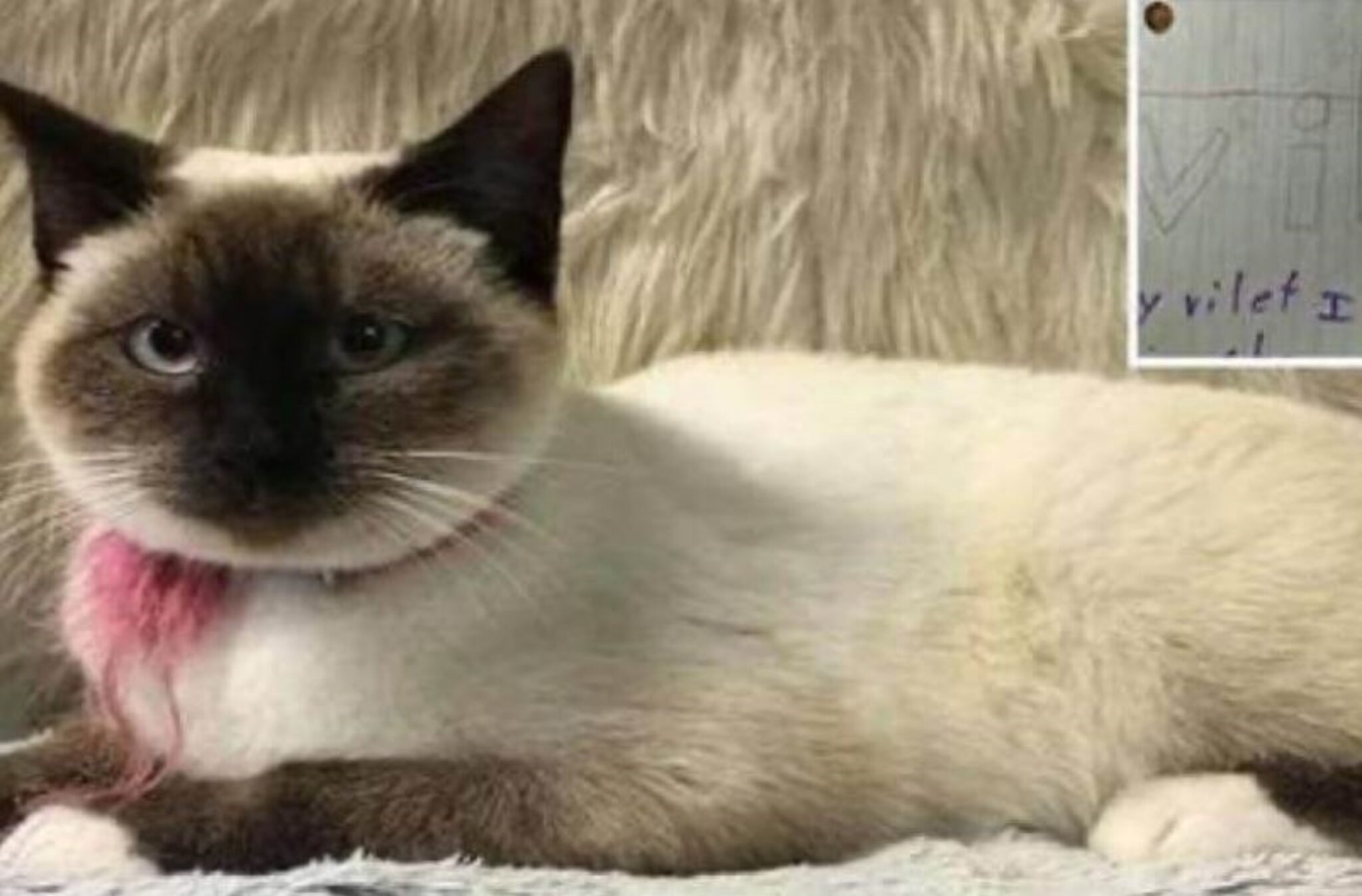 Perché i gatti erano venerati dagli Egizi? Perché i gatti erano venerati dagli Egizi?